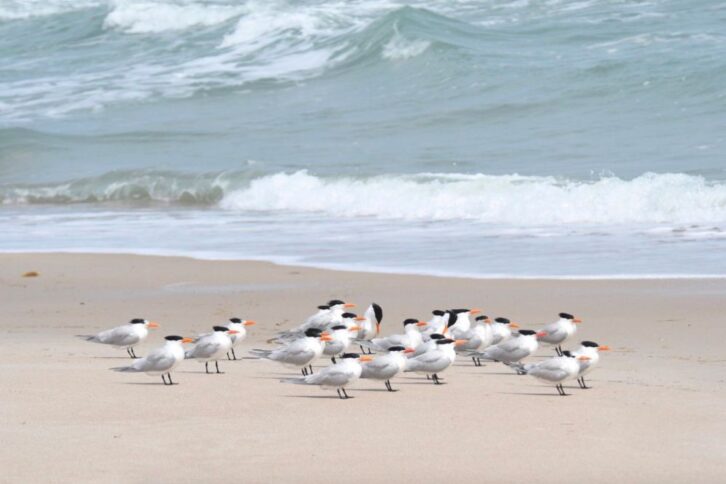 15 Best Bird-Watching Destinations in the U.S.