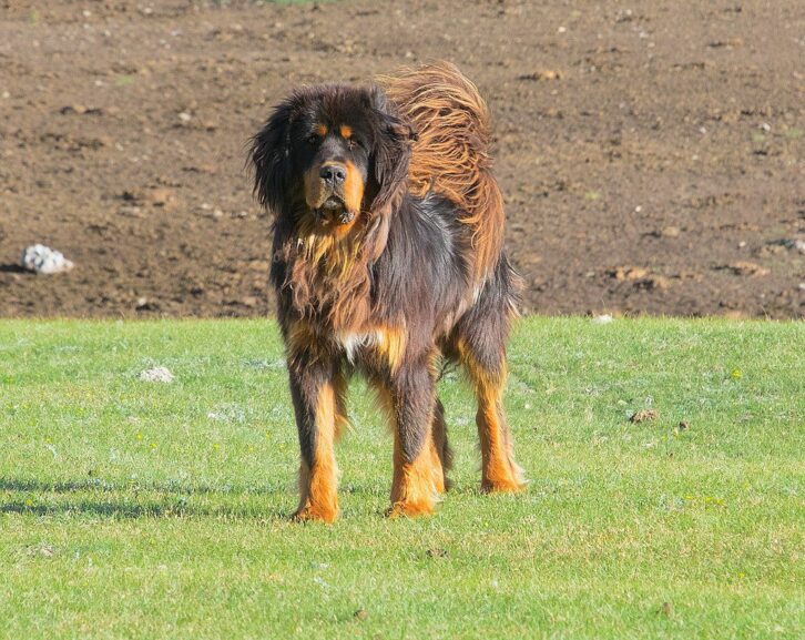 Biggest Dog Breeds in the World