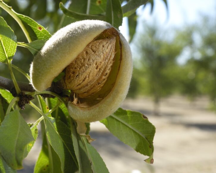 37 Foods That Are Dangerous if Not Properly Prepared