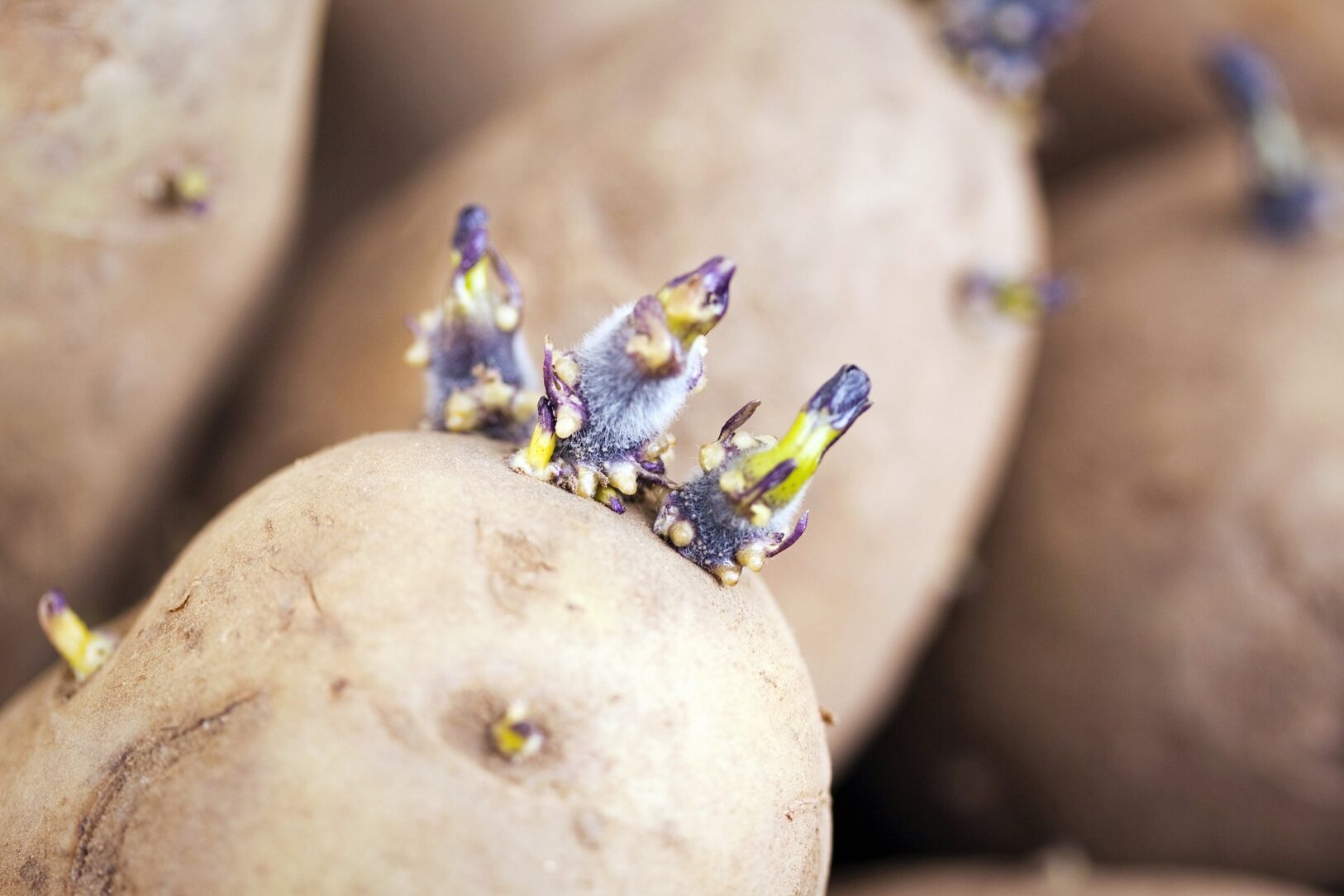 37 Foods That Are Dangerous if Not Properly Prepared