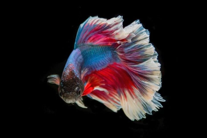 Cheapest Pets | Low Maintenance & Inexpensive Pet Recommendations