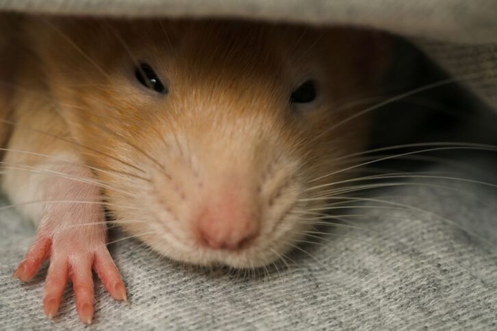 Cheapest Pets | Low Maintenance & Inexpensive Pet Recommendations