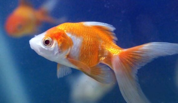 Cheapest Pets | Low Maintenance & Inexpensive Pet Recommendations