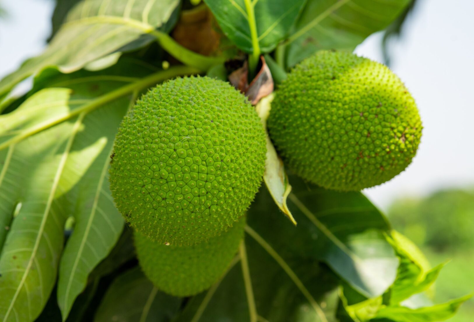 20 Exotic New Fruits You Can Find in American Grocery Stores Now
