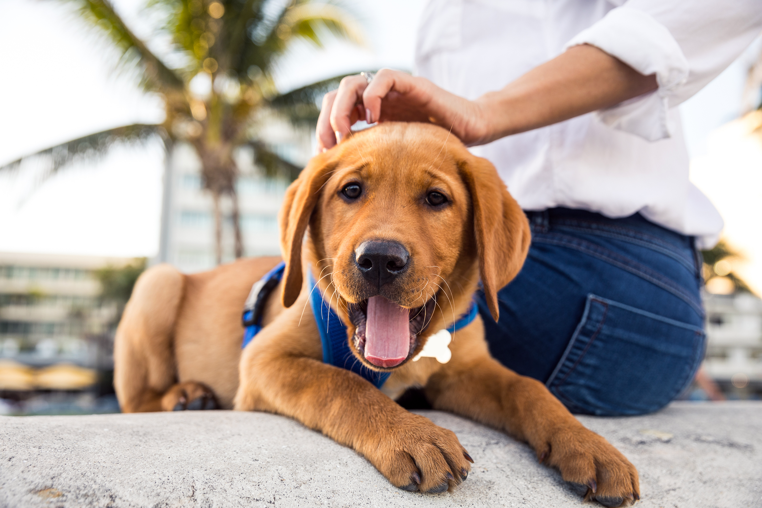 Cheapest Dog Breeds