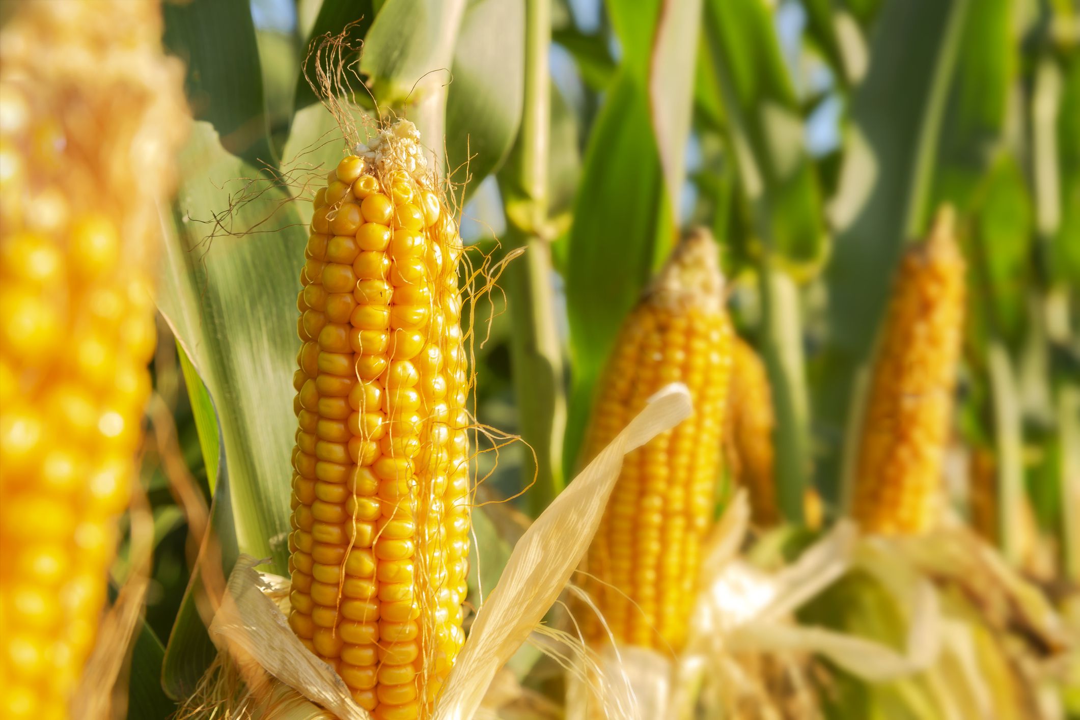 The Best Corn Recipes: From Chowder and Casseroles to Mexican Street Corn