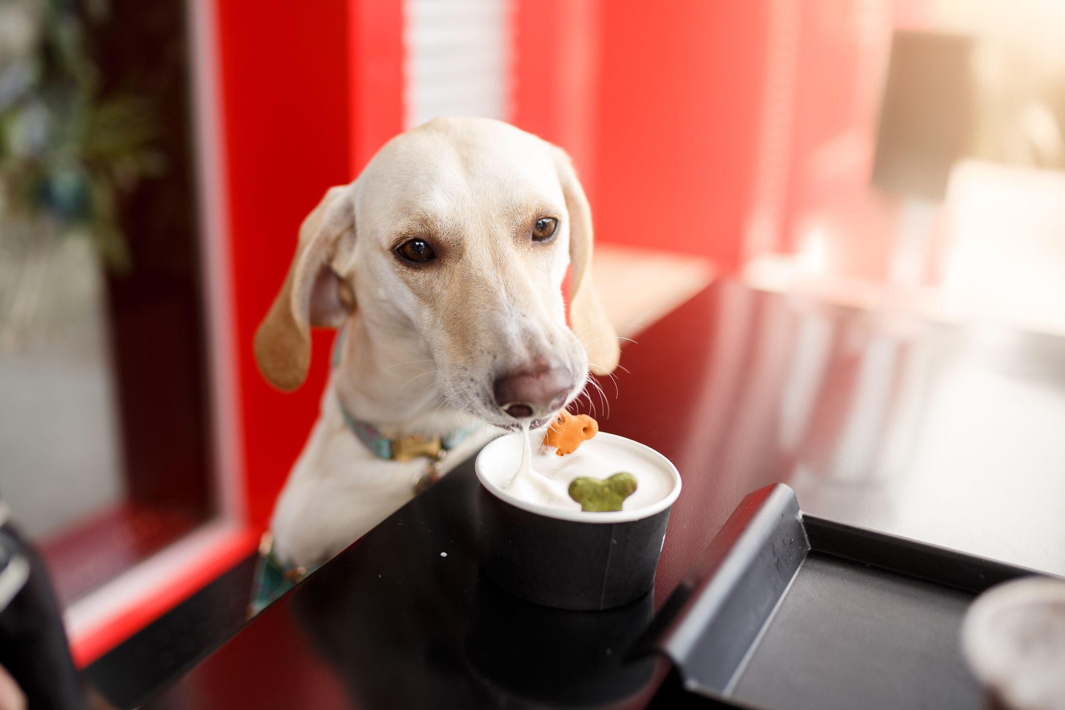 Chain Restaurants With Secret Menus for Dogs