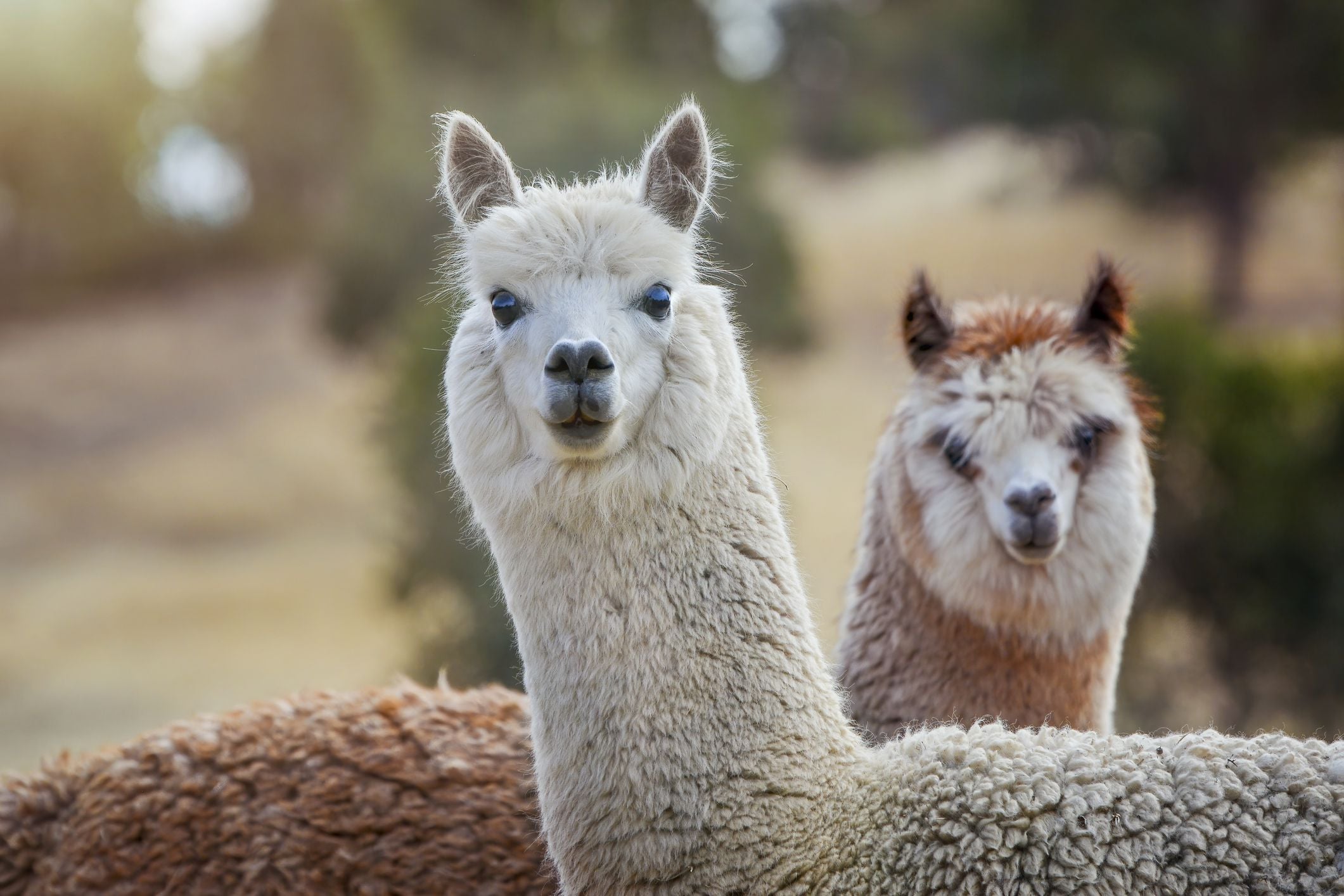 Exotic Animals That Are Expensive to Own as Pets