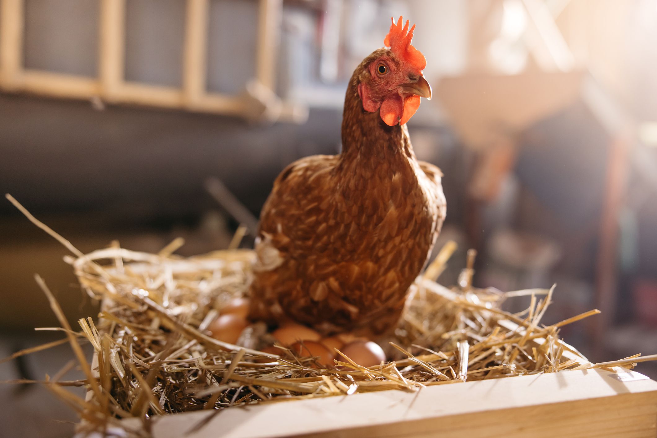 Raising Chickens for Eggs: Is It Worth It?