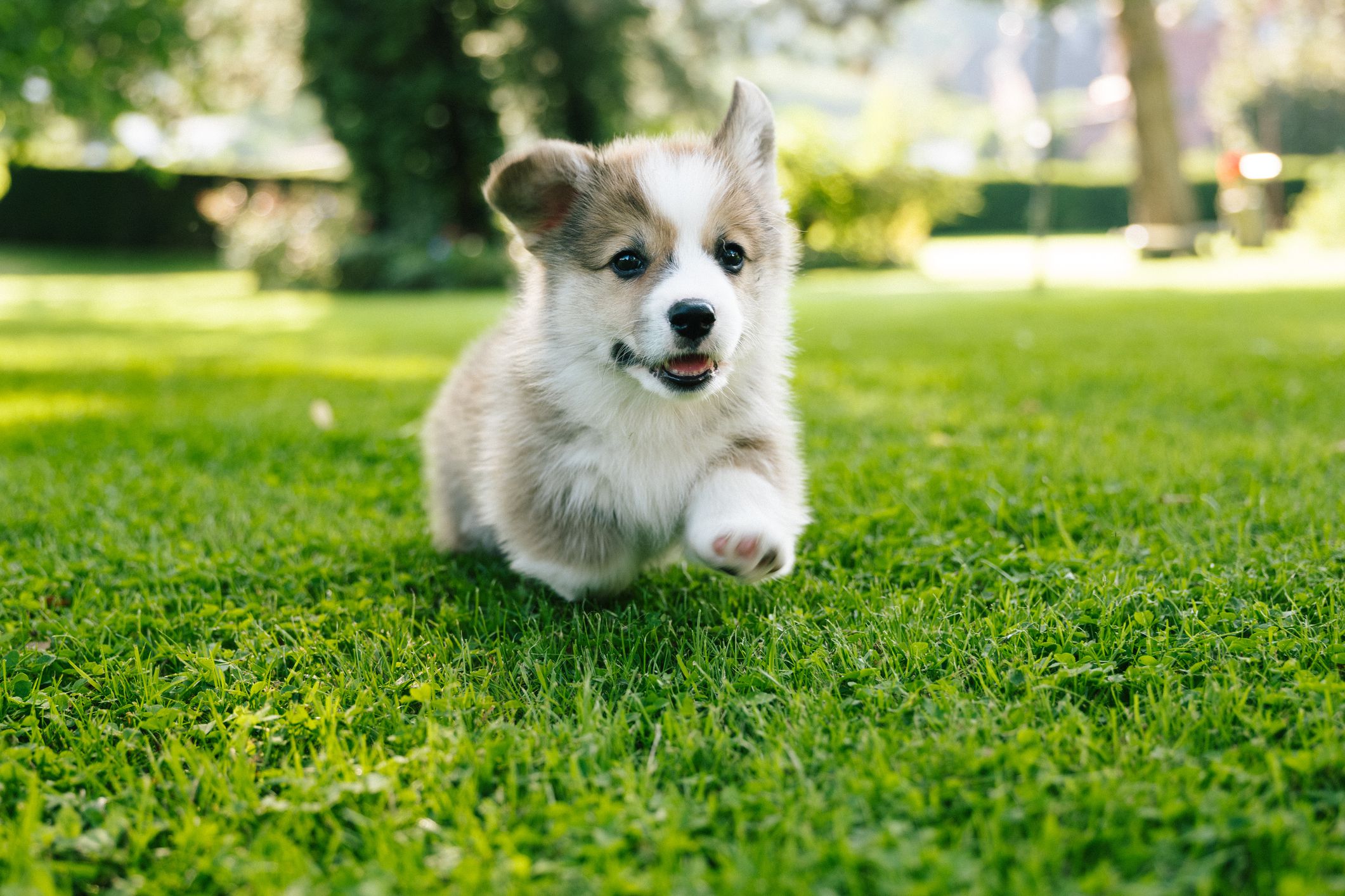 The Best and Worst U.S. States to Own a Dog