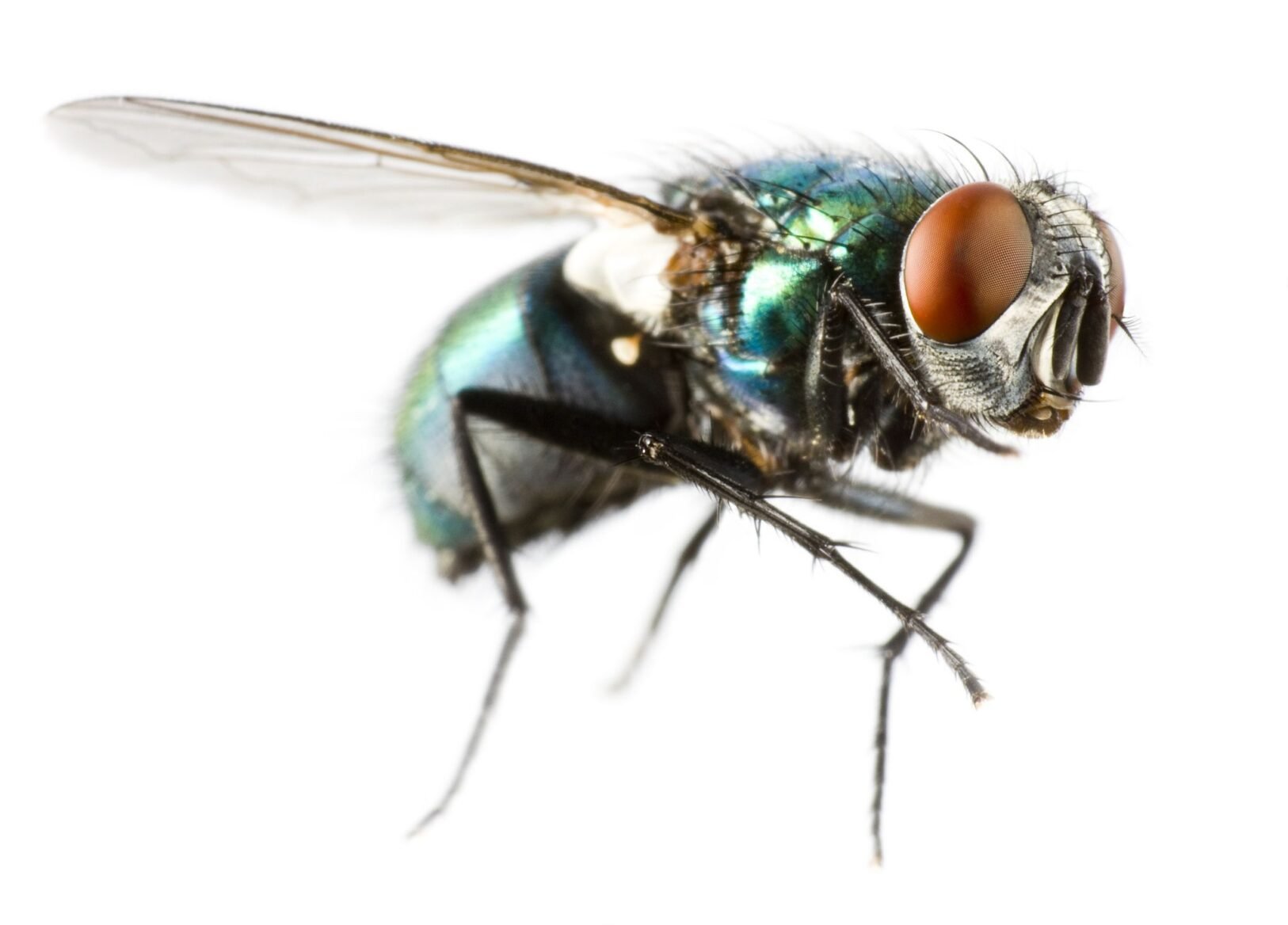 The Hidden Health Dangers of Fly Vomit: What You Need to Know