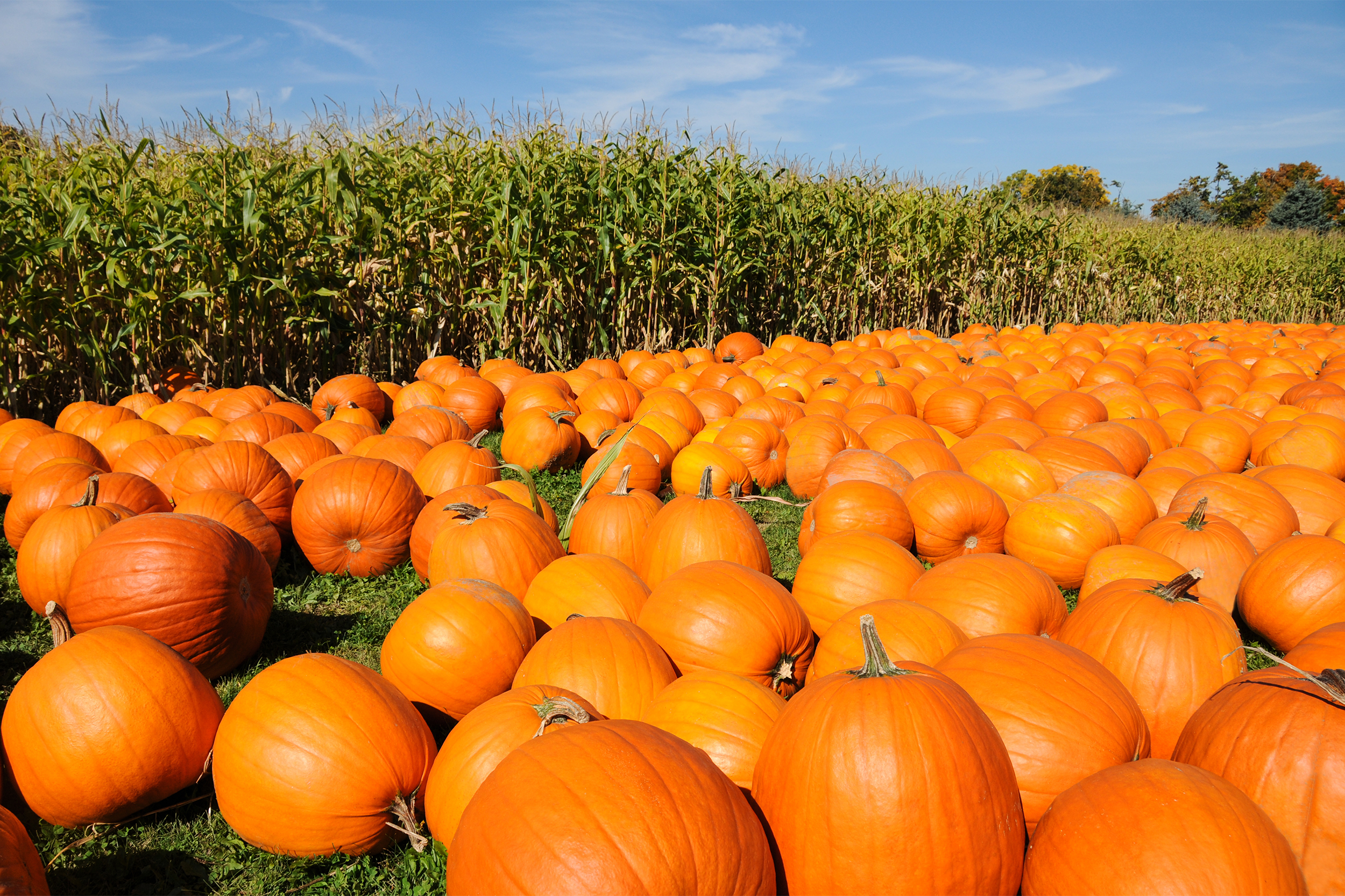 Best Corn Mazes and Pumpkin Patches for Fall Fun