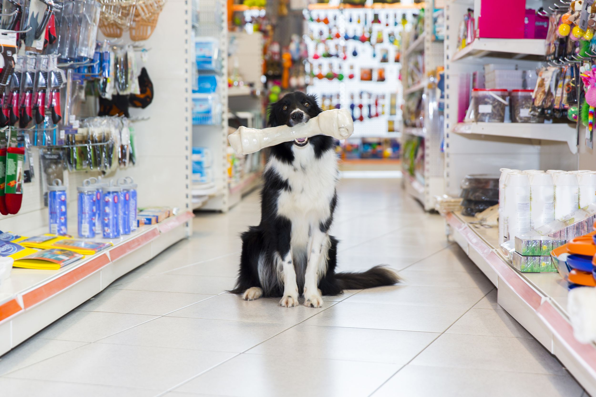 Petco vs. PetSmart | Pet Store Prices