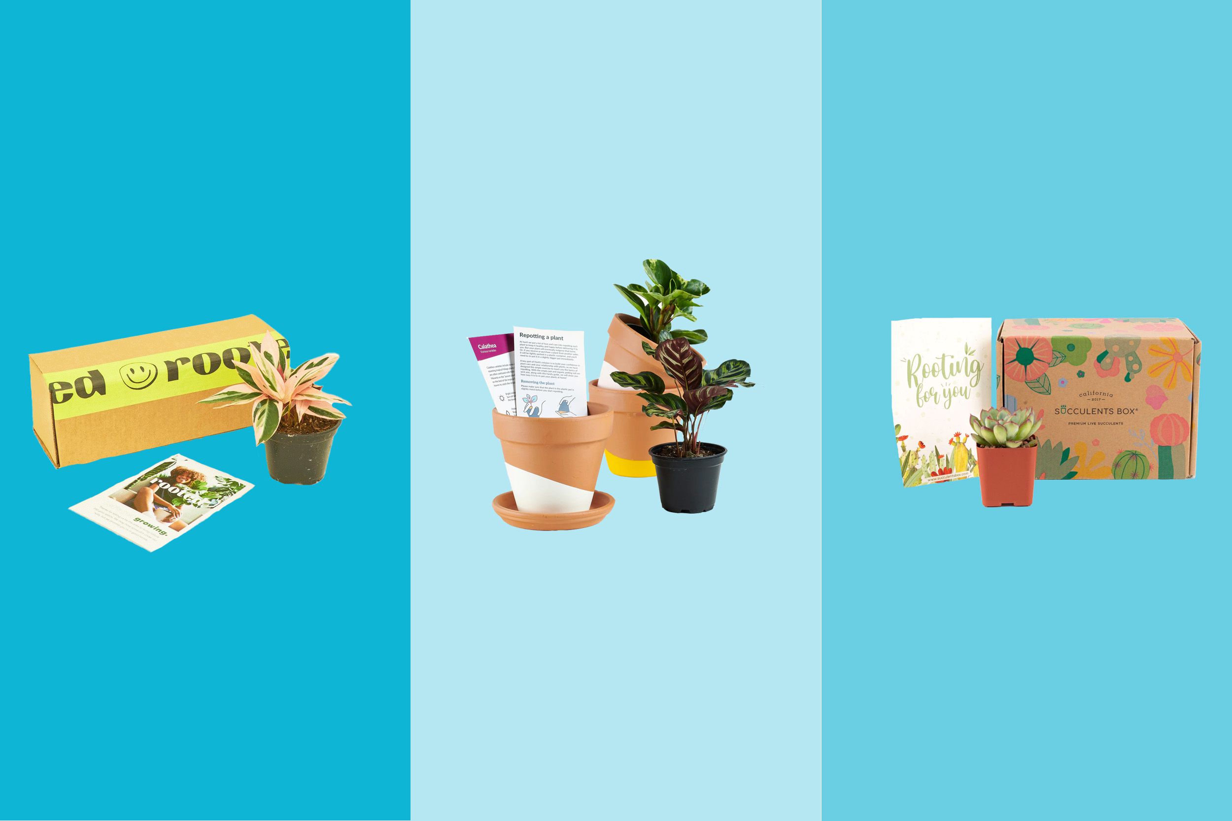 The Best Plant Subscription Boxes in 2022