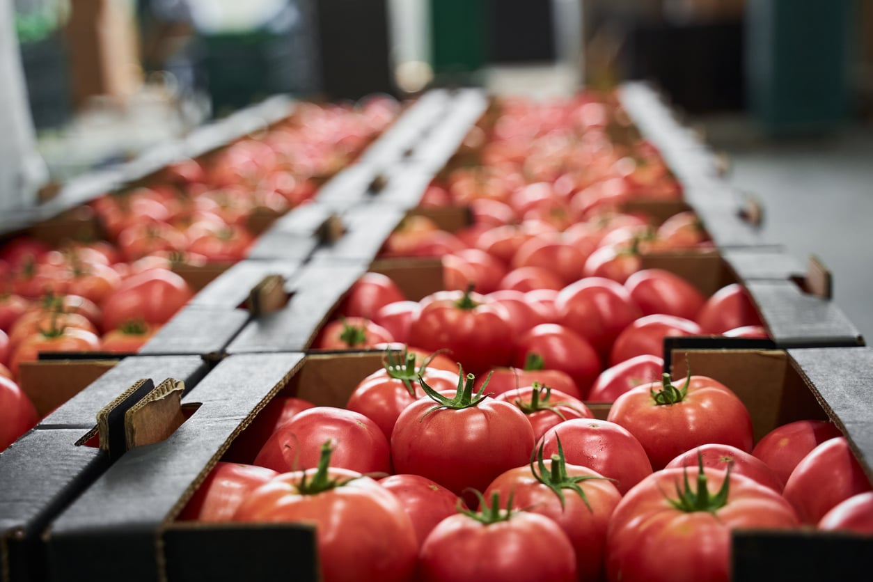 Why Tomato Prices Are Driving Up Your Grocery Bill